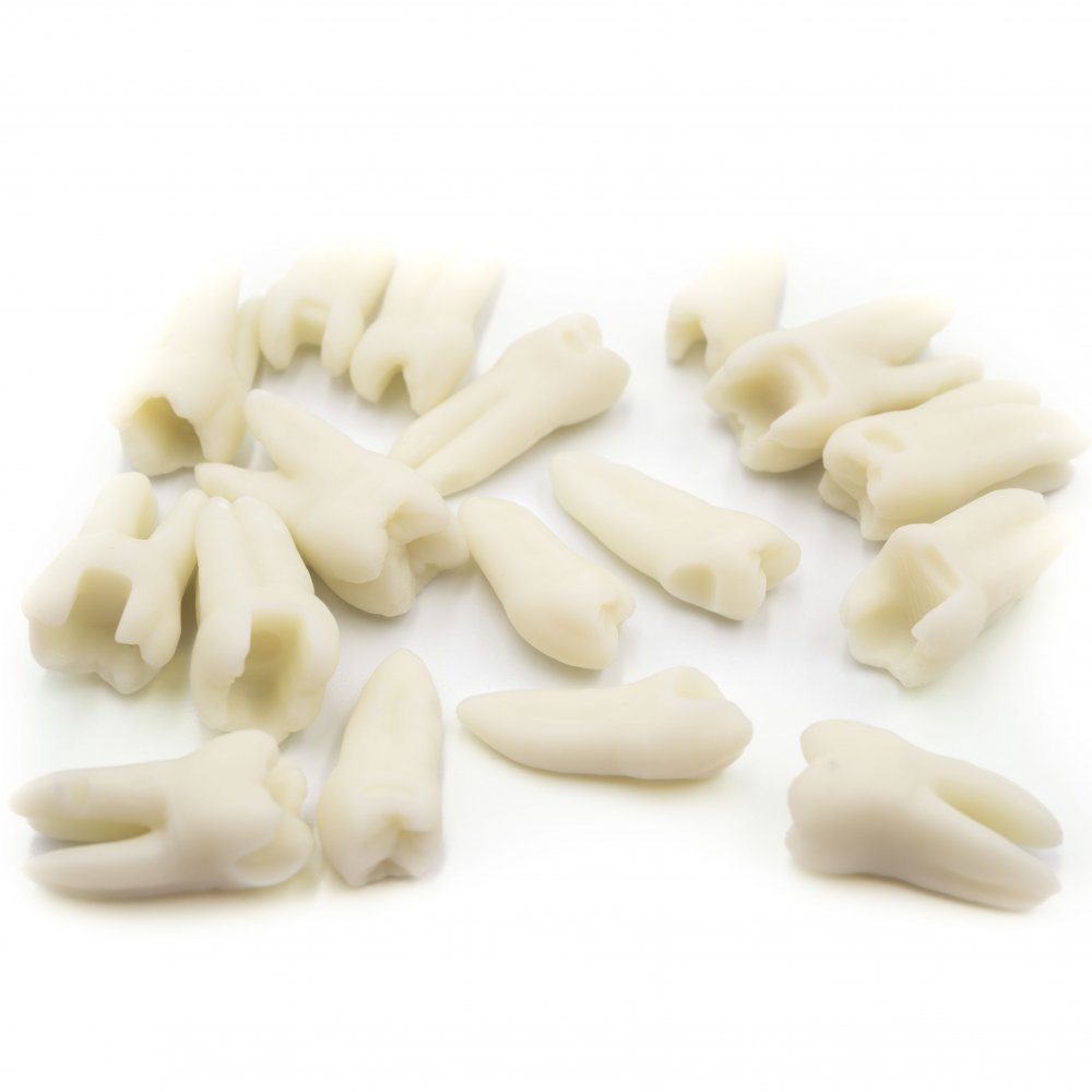 Monomaterial Teeth with Cavities - Dental Training Models
