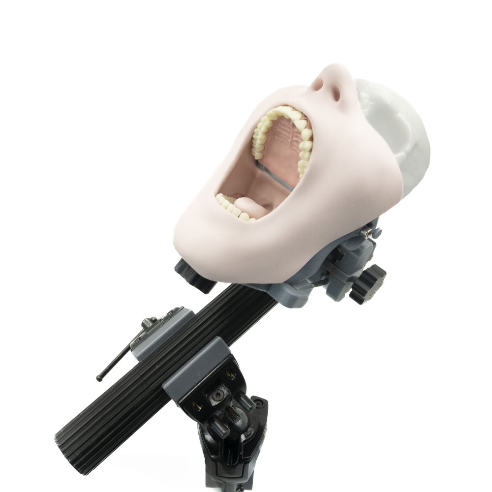 BioVoxel Phantom Head