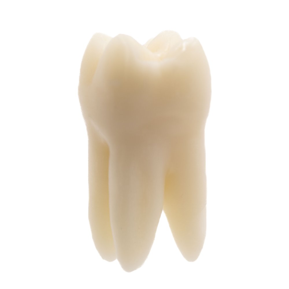 Monomaterial Teeth for BioVoxel Typodont - Dental Training Models