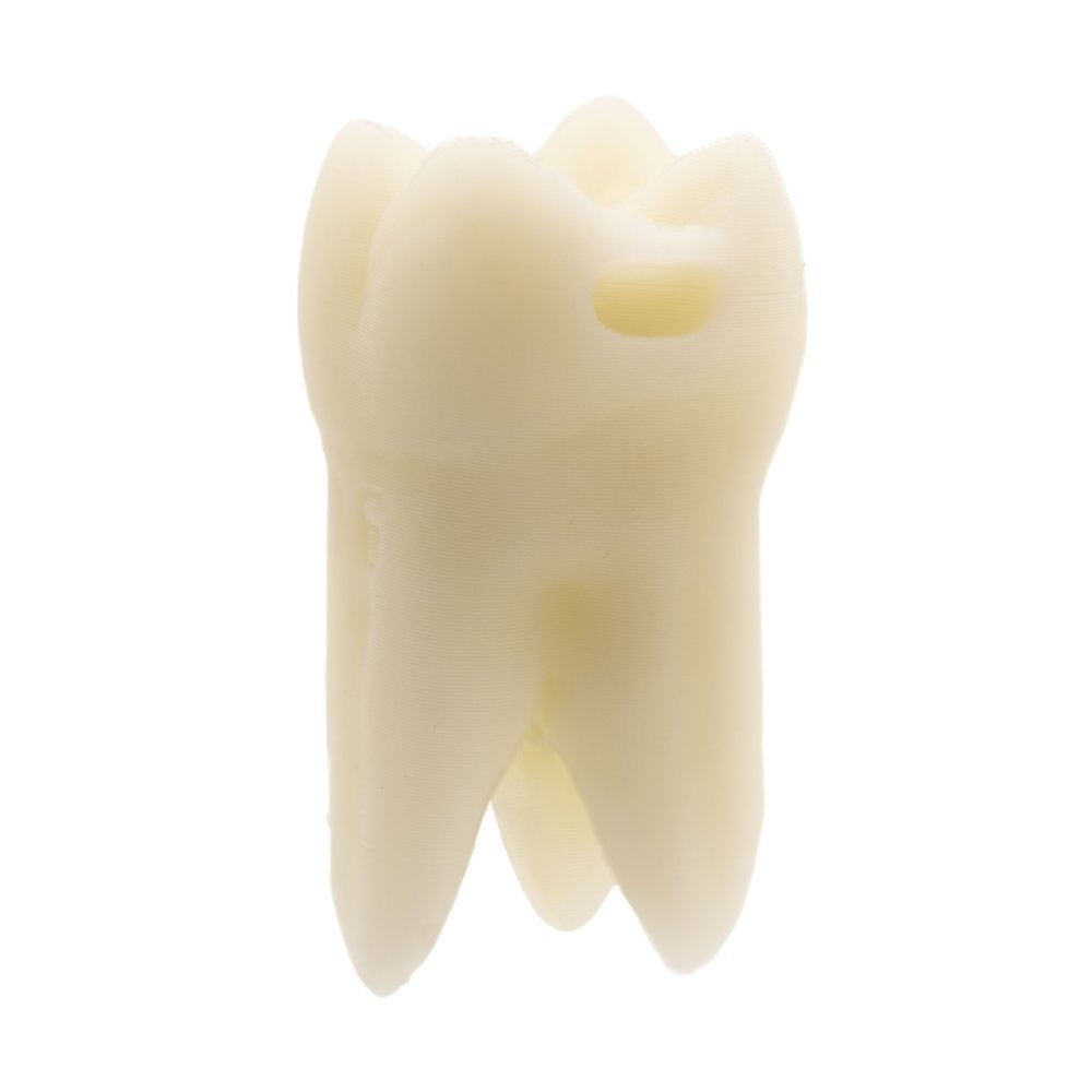 Monomaterial Teeth with Cavities - Dental Training Models