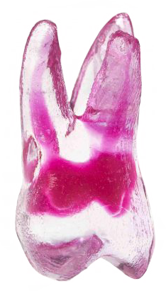 Modelos de formación en endodoncia para la enseñanza de la odontología ...