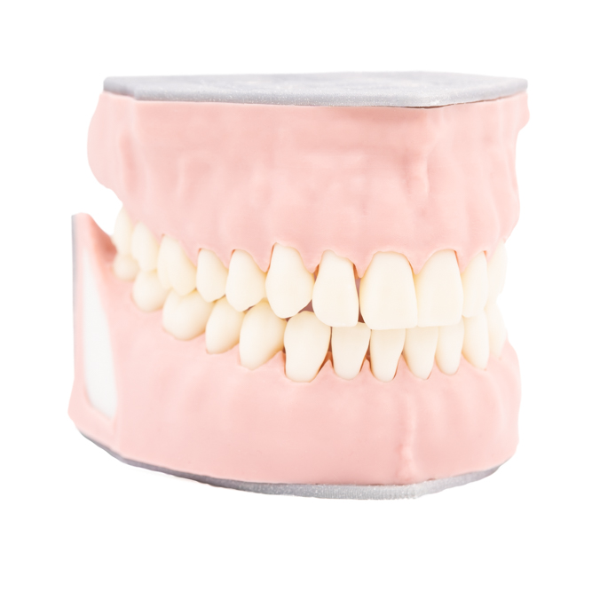 BioVoxel Typodont Jaw - Realistic Dental Training Model